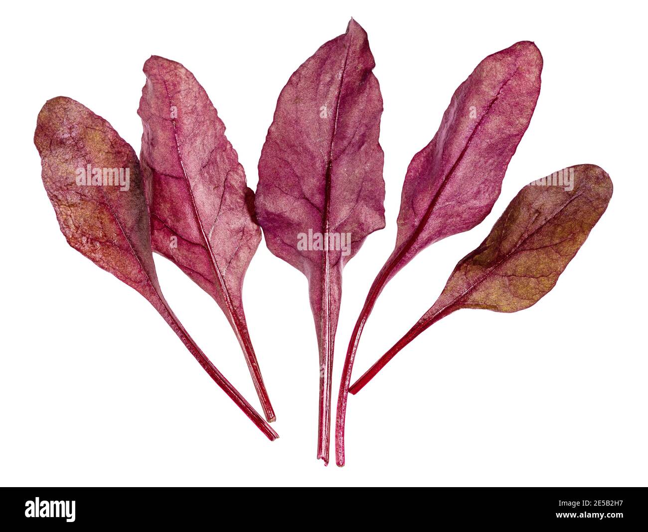Beet tops hi-res stock photography and images - Alamy