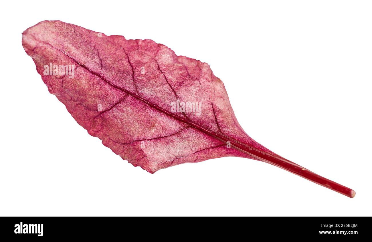Mangold leaf hi-res stock photography and images - Alamy