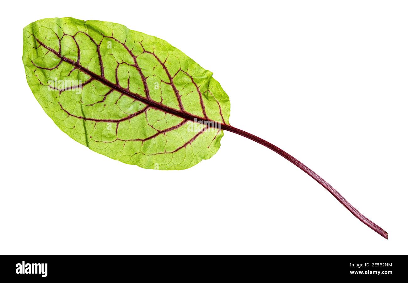 single fresh leaf of green Chard leafy vegetable (mangold, beet tops ...