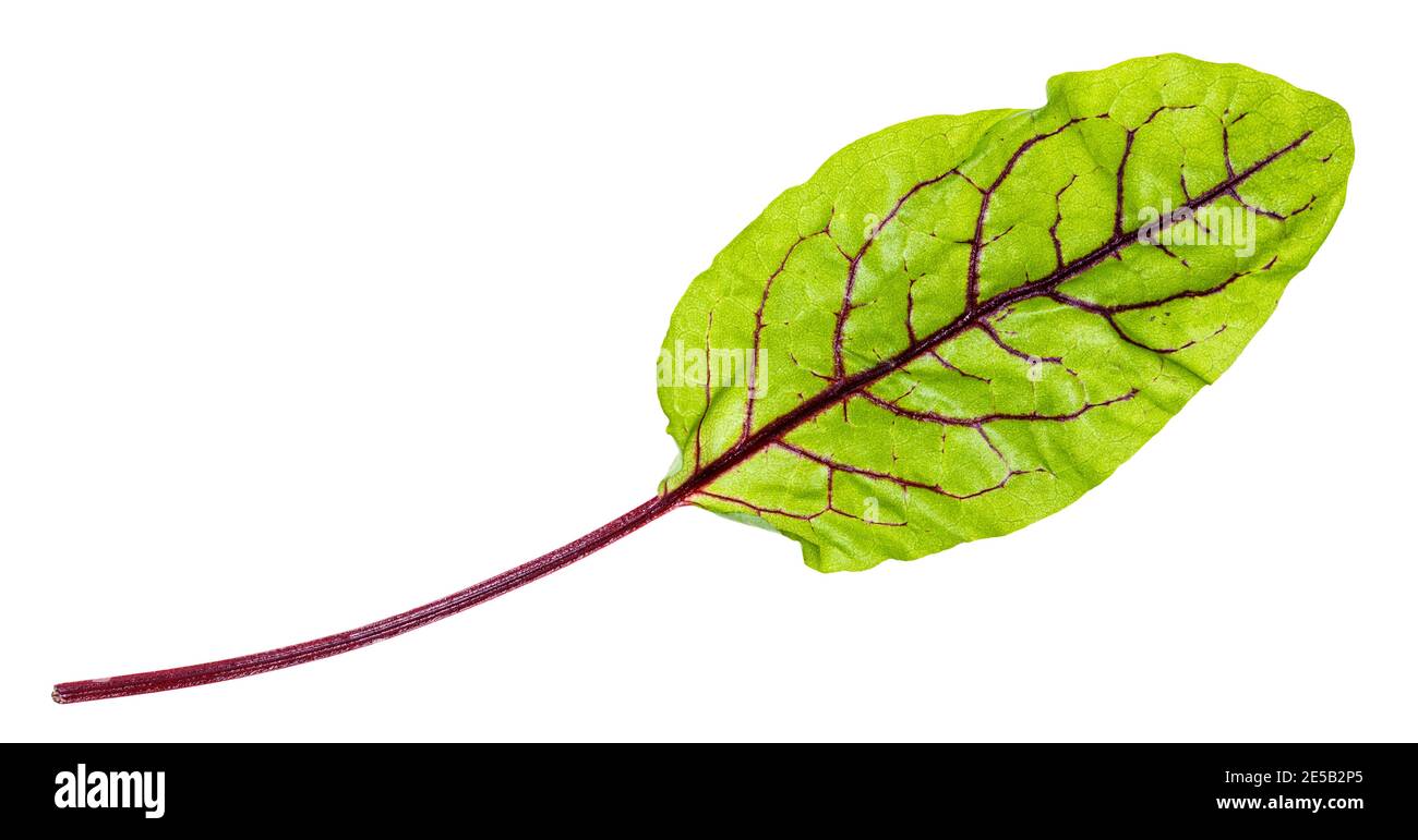 fresh leaf of green Chard leafy vegetable (mangold, beet tops) isolated ...