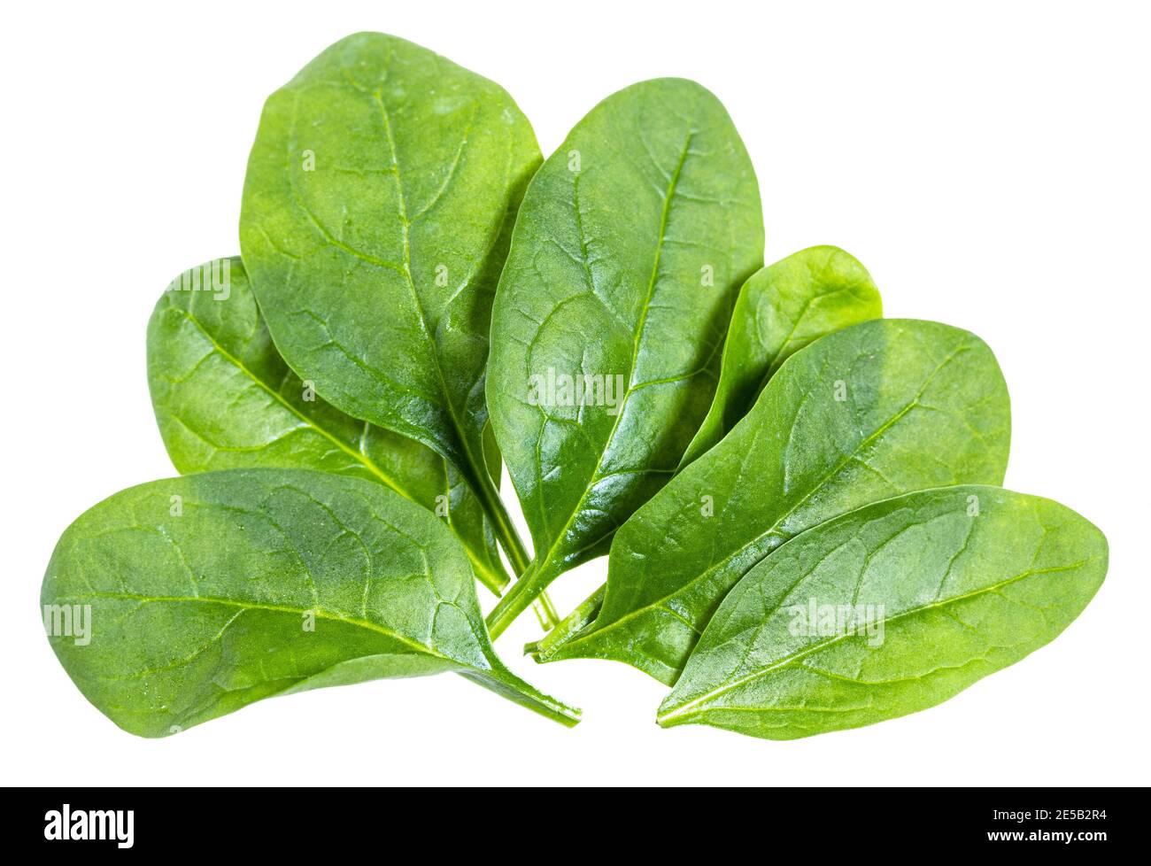 Spinach cut out hi-res stock photography and images - Alamy