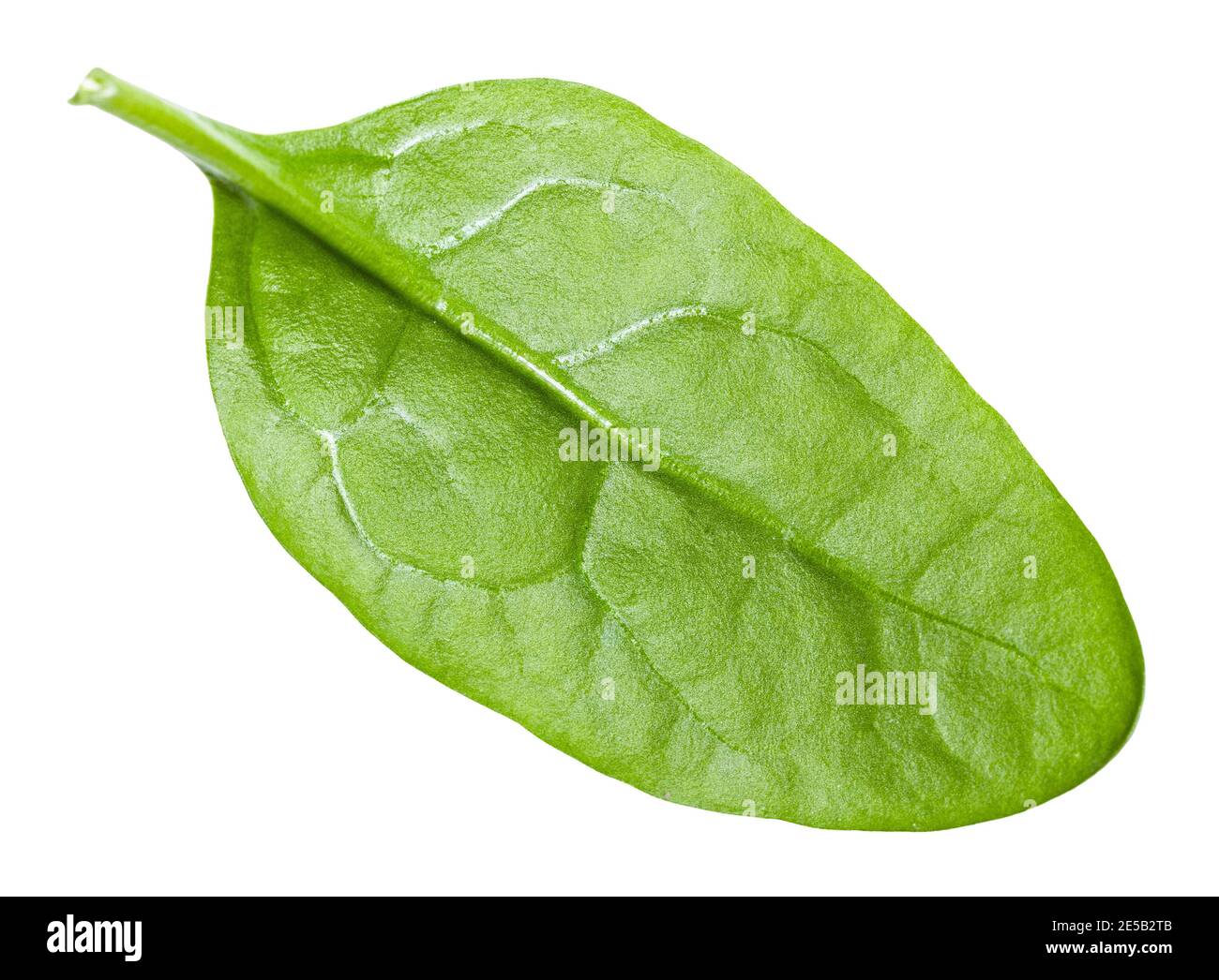 single natural green leaf of Spinach leafy vegetable isolated on white ...