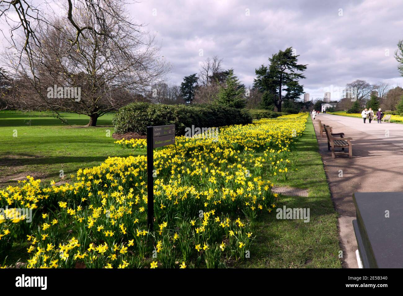 Spring Daffodils along the Great Broad Walk, at Kew Gardens, Richmond ...