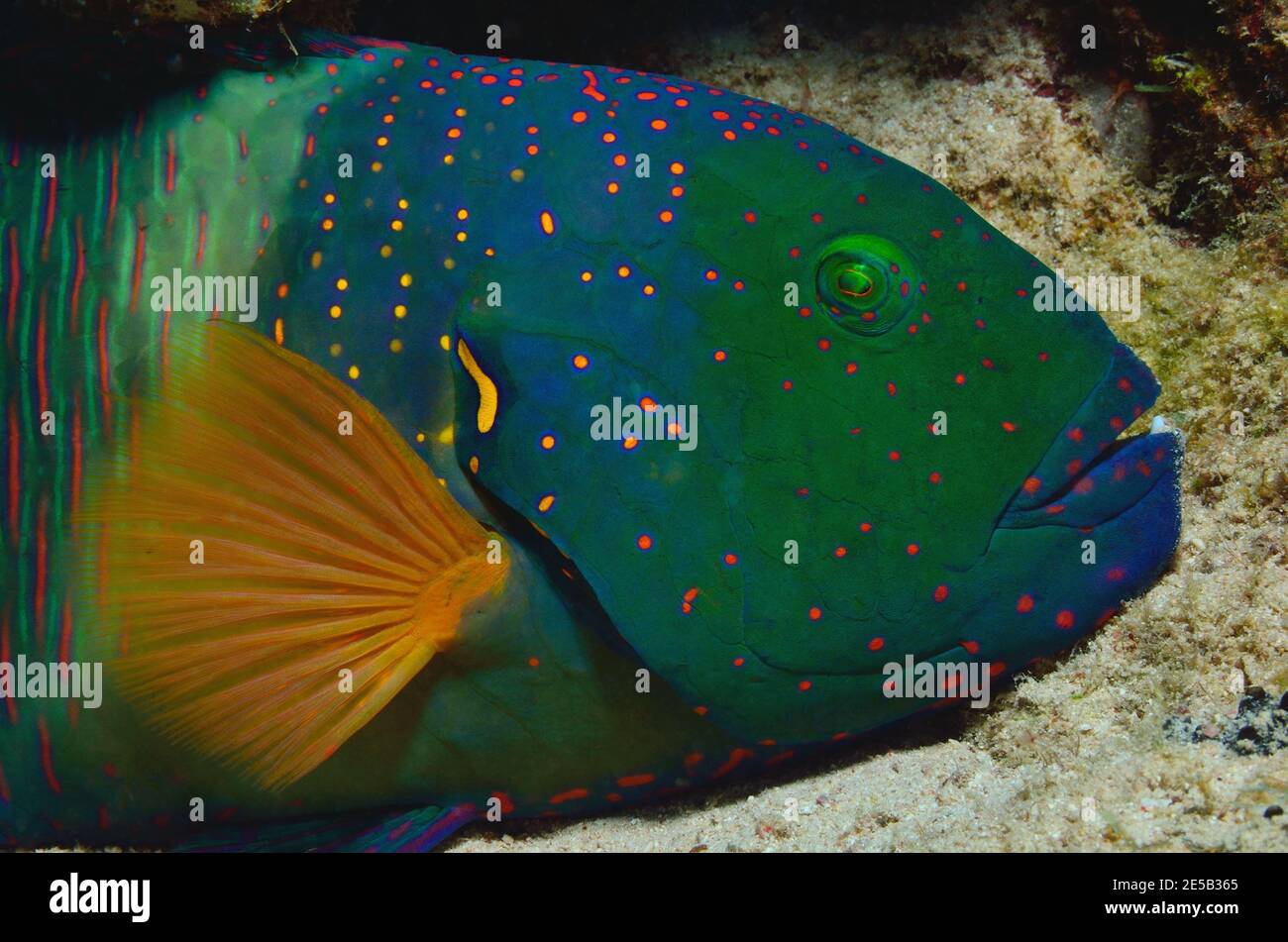 Cheilinus lunulatus, broomtail wrasse, Besenschwanz-Prachtlippfisch ...