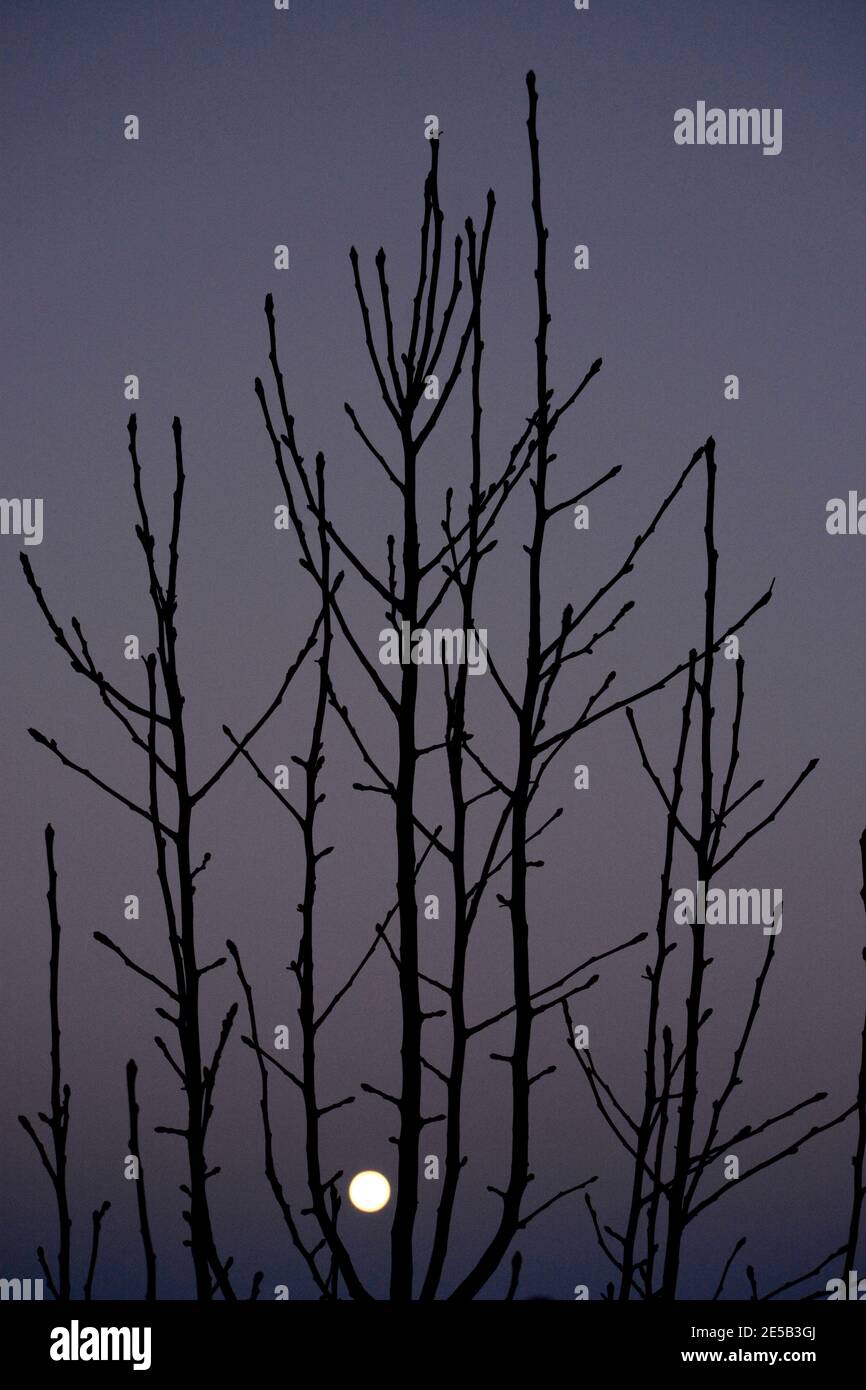 A full moon glows in the the distance between the leafless branches of ...