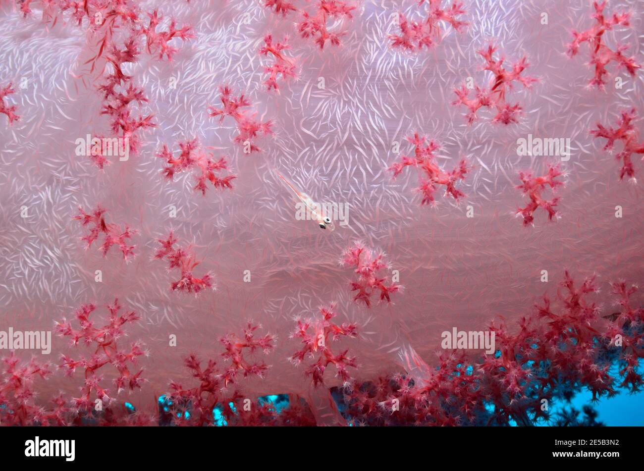 Coraya Beach, Rotes Meer, Ägypten, Red Sea, Egypt Stock Photo - Alamy