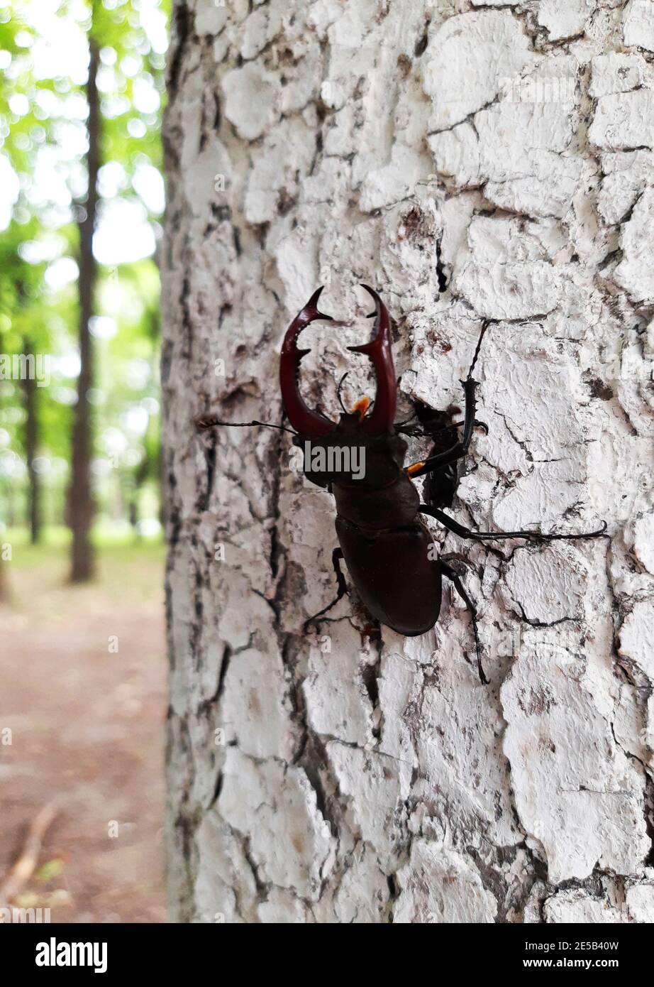 Stag-beetle (Latin Lucanus cervus) is a large beetle from the genus ...