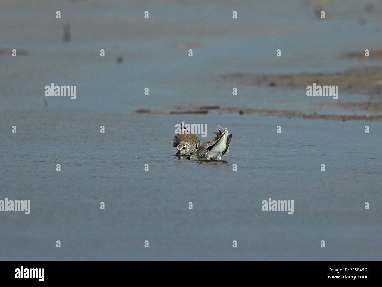 Curlew Sandpiper (Calidris ferruginea) two adults fighting in shallow ...