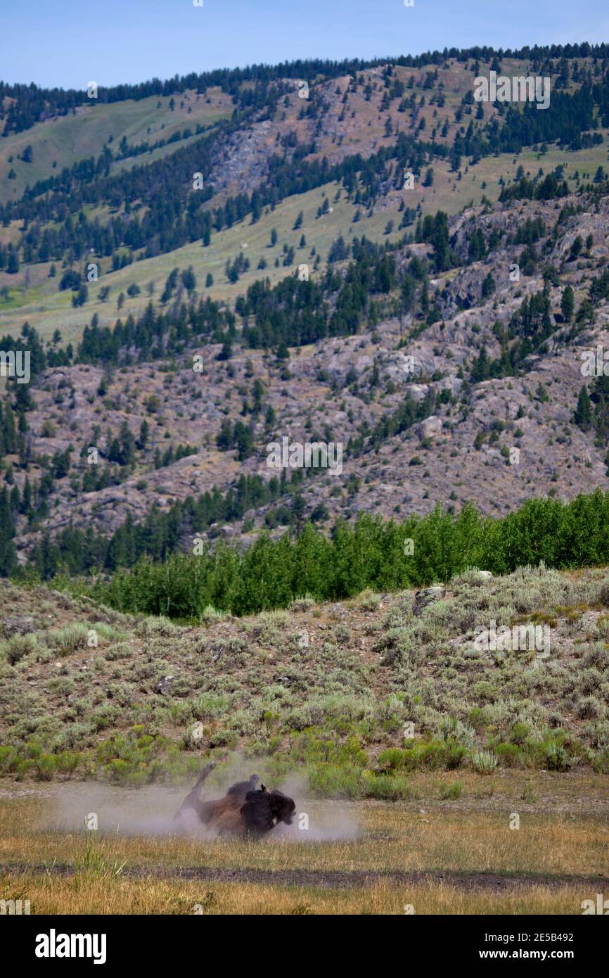 Bison wildlife hi-res stock photography and images - Alamy
