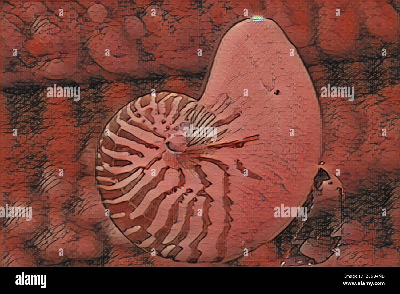 Natilus shell hi-res stock photography and images - Alamy