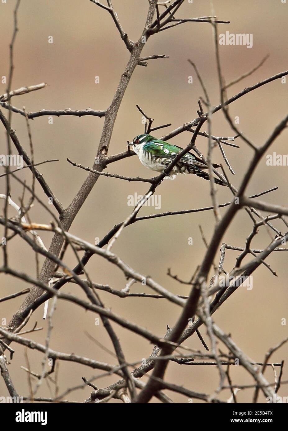 The diederik cuckoo hi-res stock photography and images - Alamy
