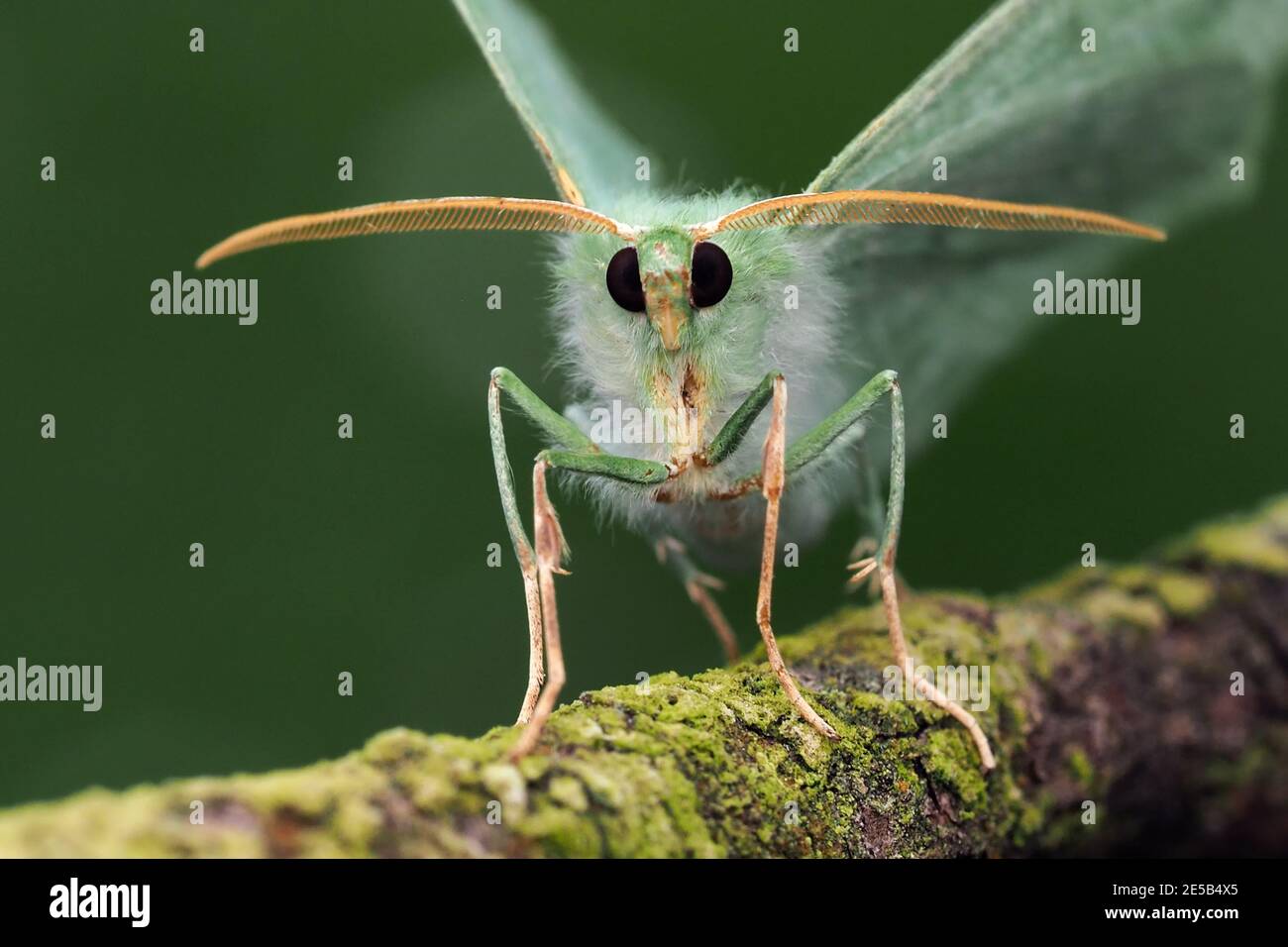 Large moths hi-res stock photography and images - Alamy