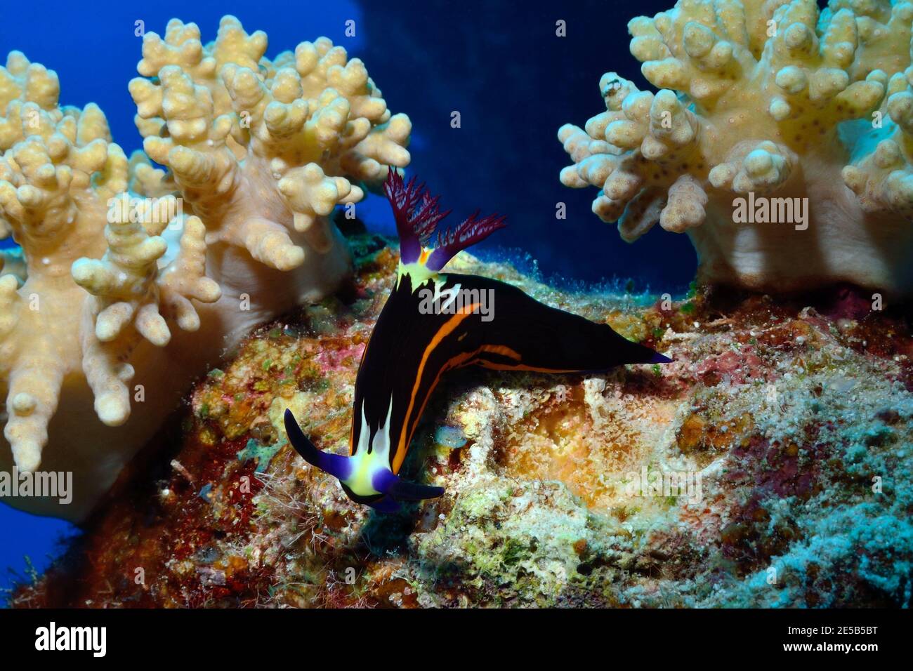 Coraya Beach, Rotes Meer, Ägypten, Red Sea, Egypt Stock Photo - Alamy