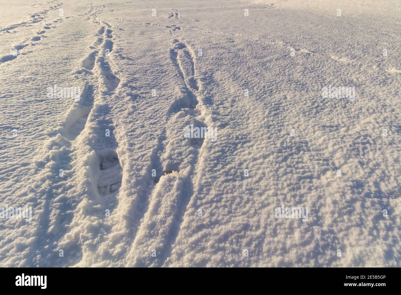 Footprints in fresh snow in winter Stock Photo - Alamy