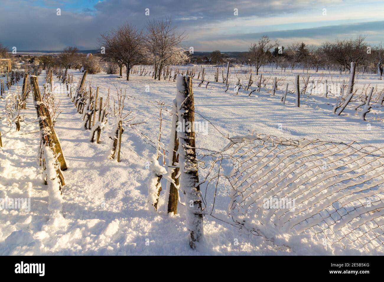 Vineyard covered with snow in winter, Sopron, Hungary Stock Photo - Alamy
