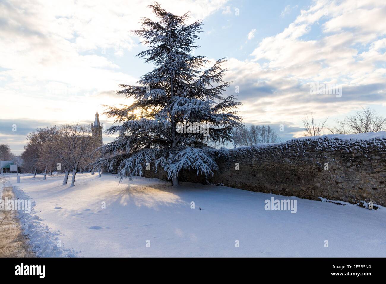 Atlas cedar Cedrus atlantica covered with snow beside the Medieval town ...