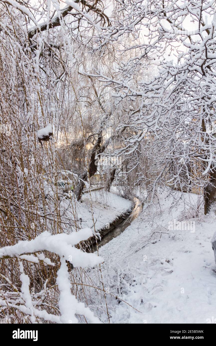 Snowy willow tree hi-res stock photography and images - Alamy