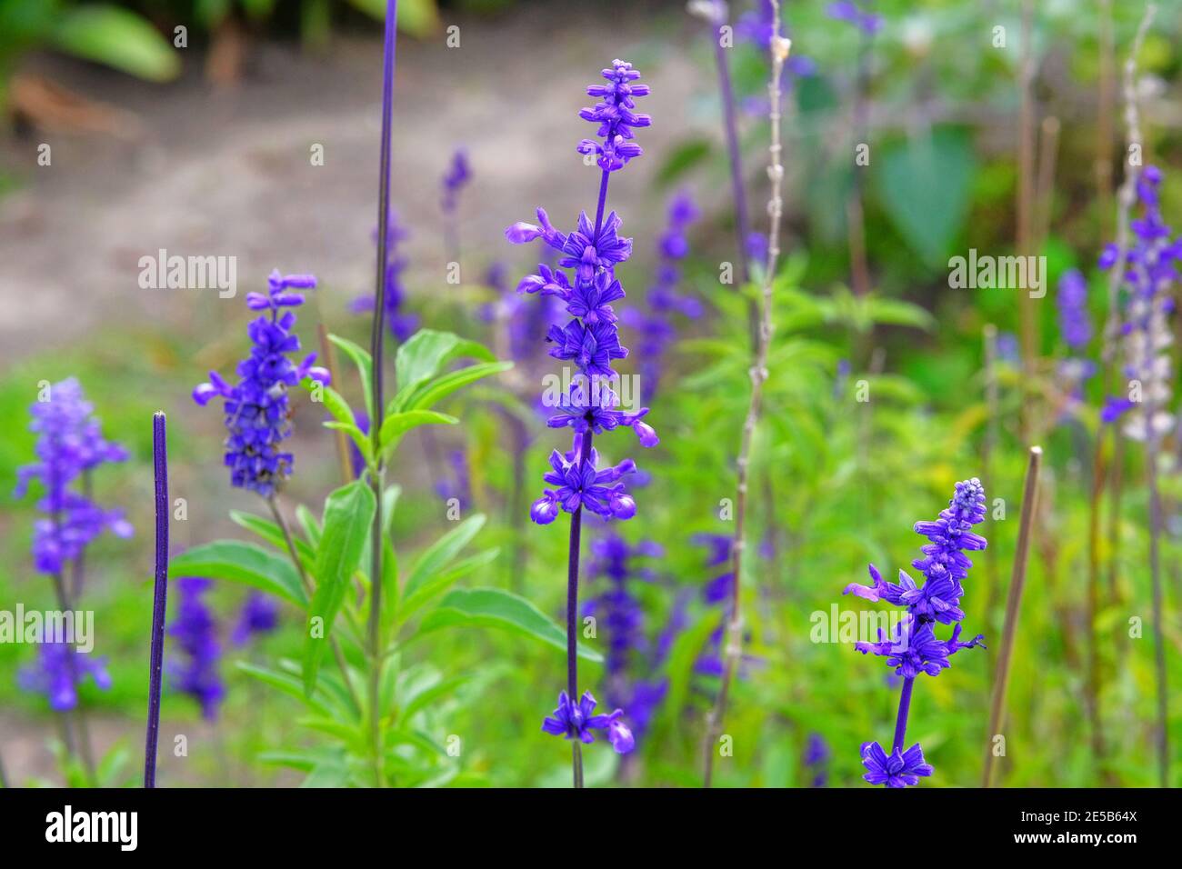 Salvia violet color in meadow. Close up purple summer sage on blurred ...