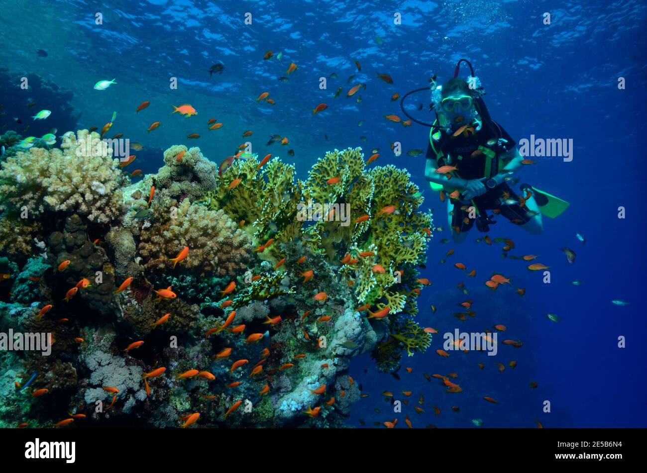 Coraya Beach, Rotes Meer, Ägypten, Red Sea, Egypt Stock Photo - Alamy