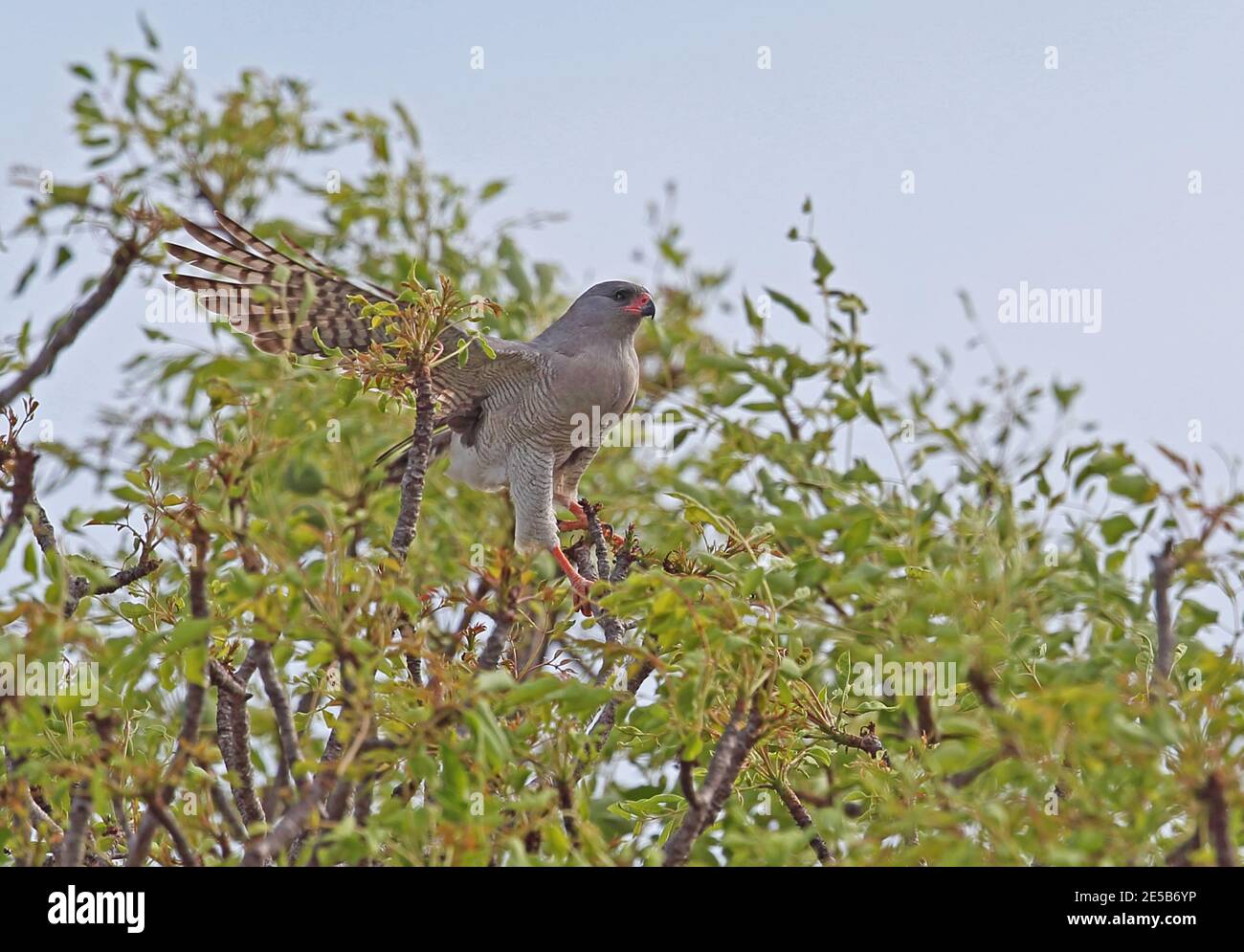 Gabar Goshawk (Micronisus gabar gabar) adult perched in tree, with ...