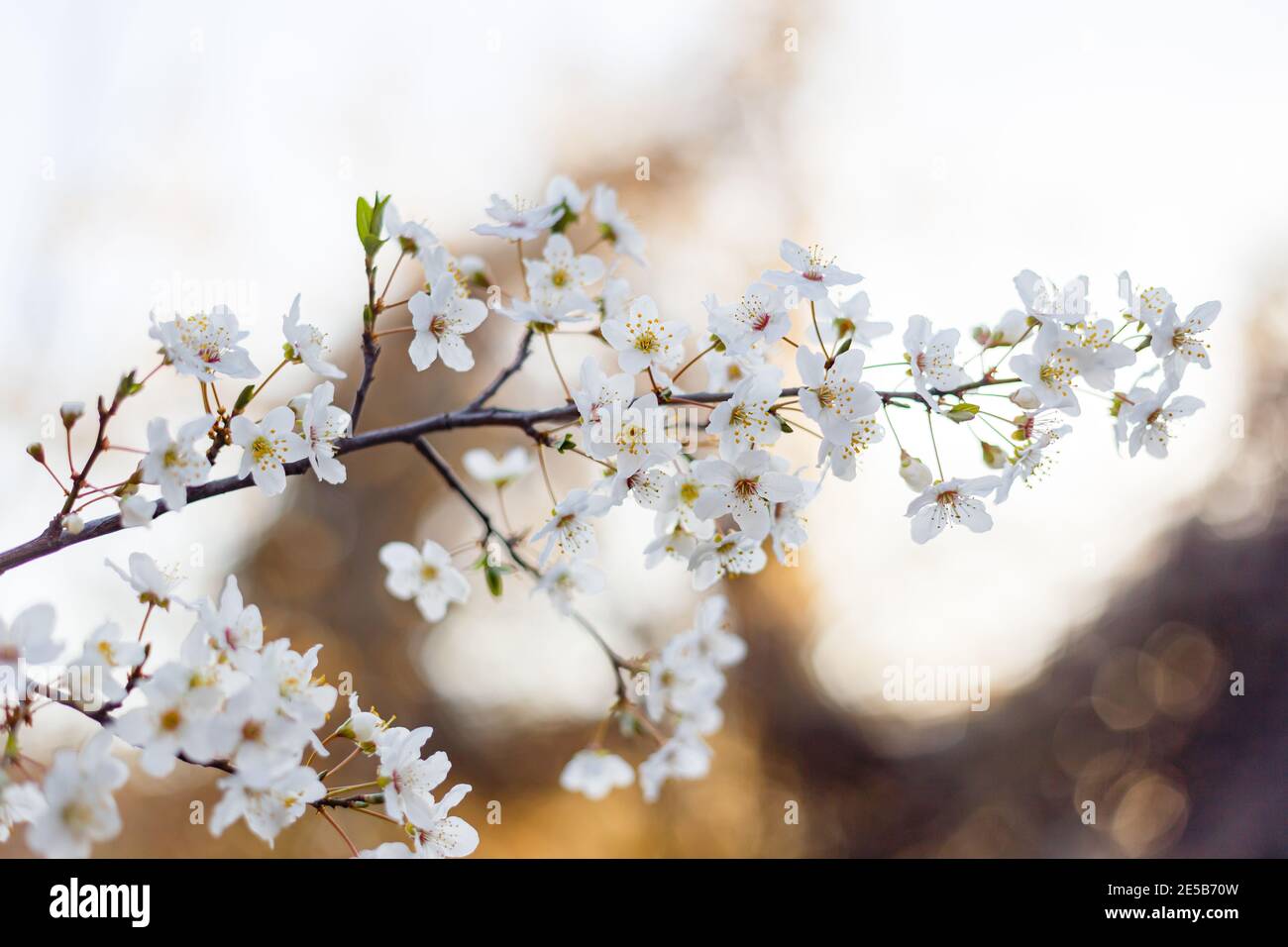 A selective focus shot a blooming cherry tree branch Stock Photo - Alamy