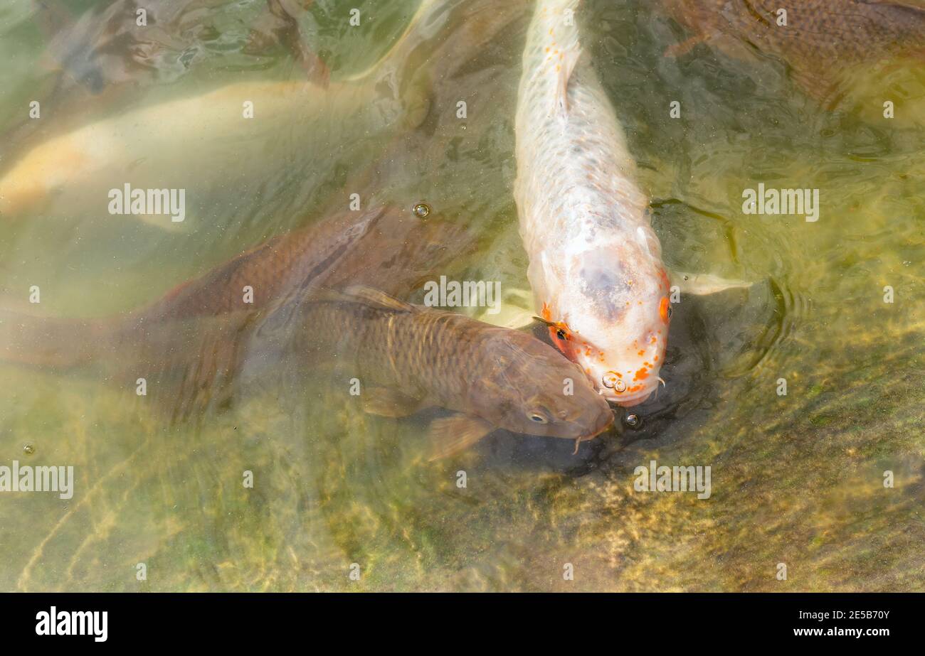 Japanese carp in water close up Stock Photo - Alamy