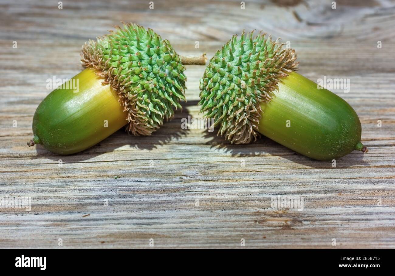 Beautiful brown acorns on hi-res stock photography and images - Alamy