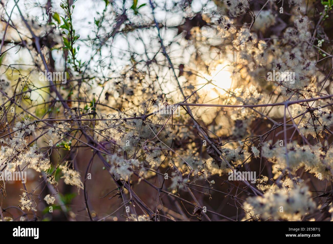 A beautiful shot of a blooming cherry tree captured at daytime Stock ...