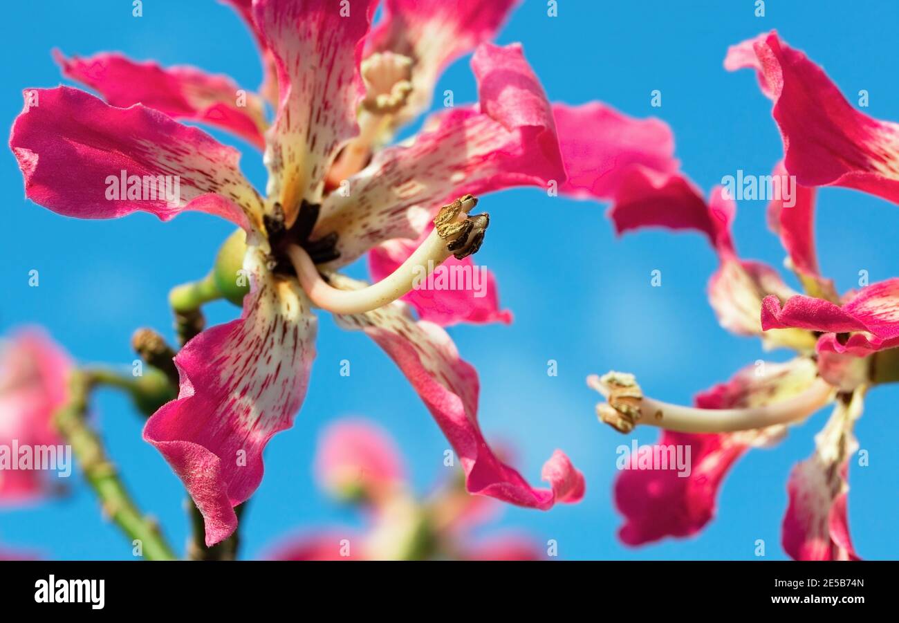 Hibiscus flower blue sky tree hi-res stock photography and images - Alamy