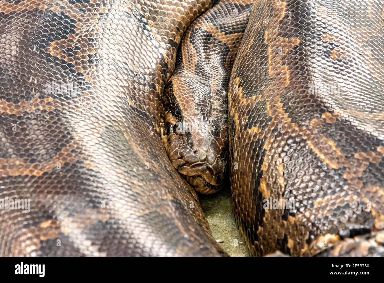 Royal Ground Snake High Resolution Stock Photography and Images - Alamy