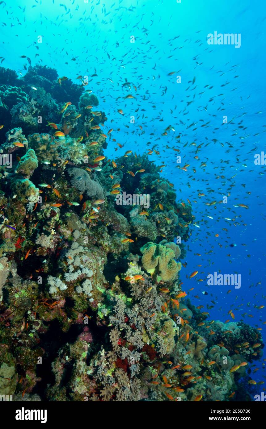 Coraya Beach, Rotes Meer, Ägypten, Red Sea, Egypt Stock Photo - Alamy