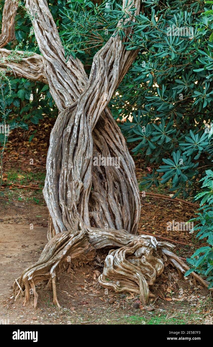 Interesting tree with an unusual close-up view in Israel Stock Photo ...