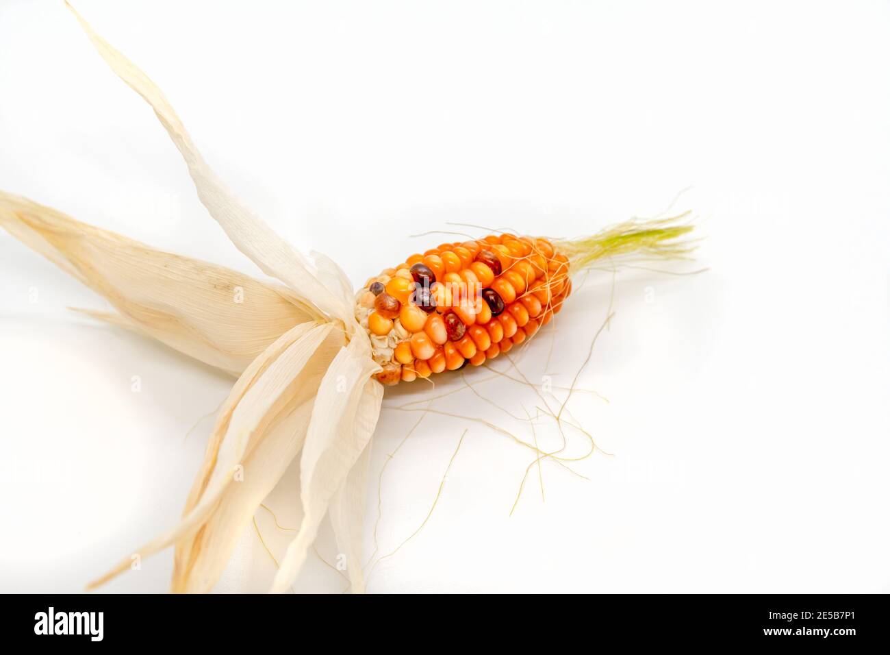 Ear corn indian grain maize colorful hi-res stock photography and ...