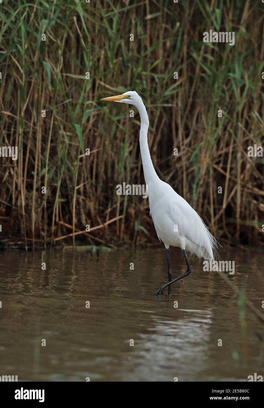 Great White Egret (Ardea alba melanorhynchos) adult wading in river St ...