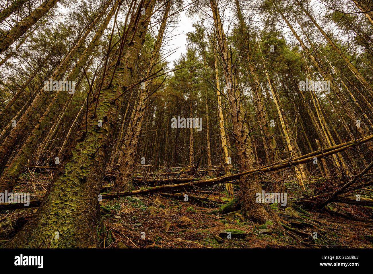 Tall trees walk hi-res stock photography and images - Alamy