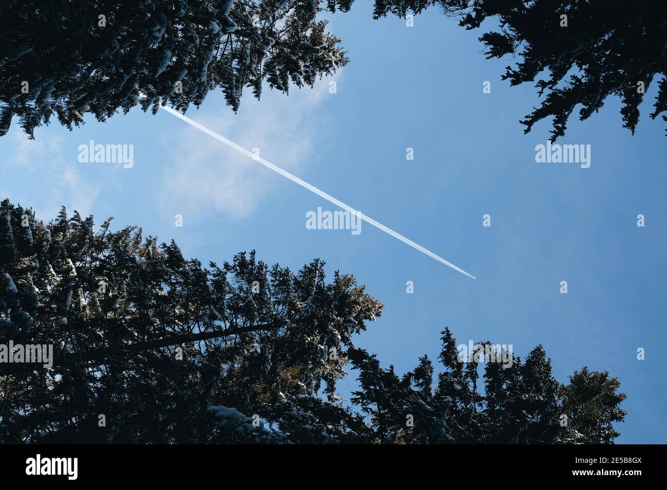 Airplane through trees hi-res stock photography and images - Alamy