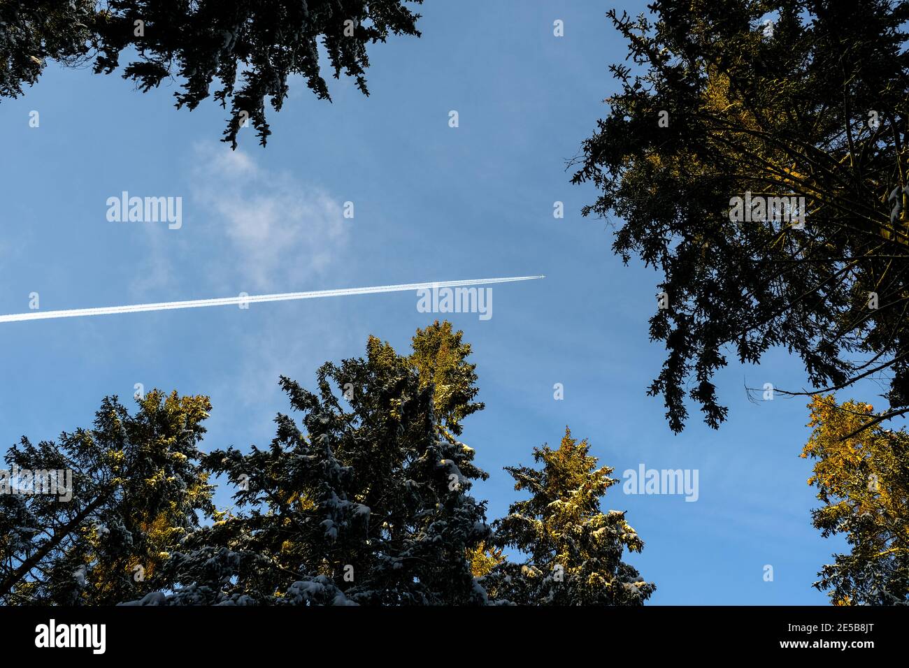Airplane through trees hi-res stock photography and images - Alamy