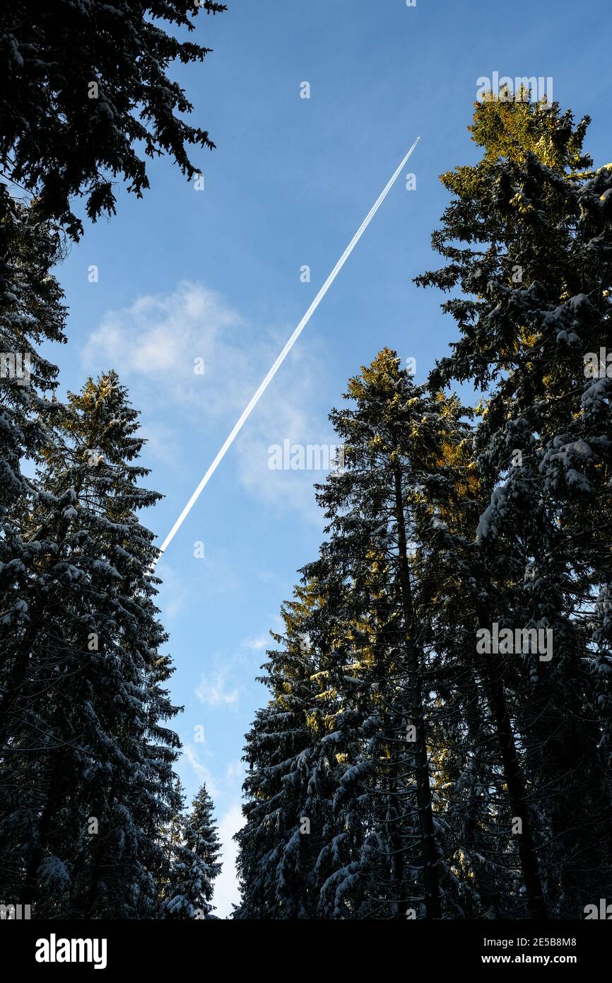 Airplane through trees hi-res stock photography and images - Alamy