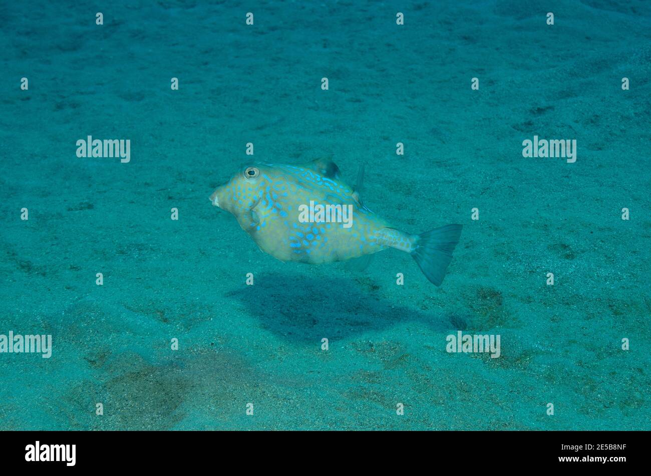 Pyramiden kofferfische hi-res stock photography and images - Alamy
