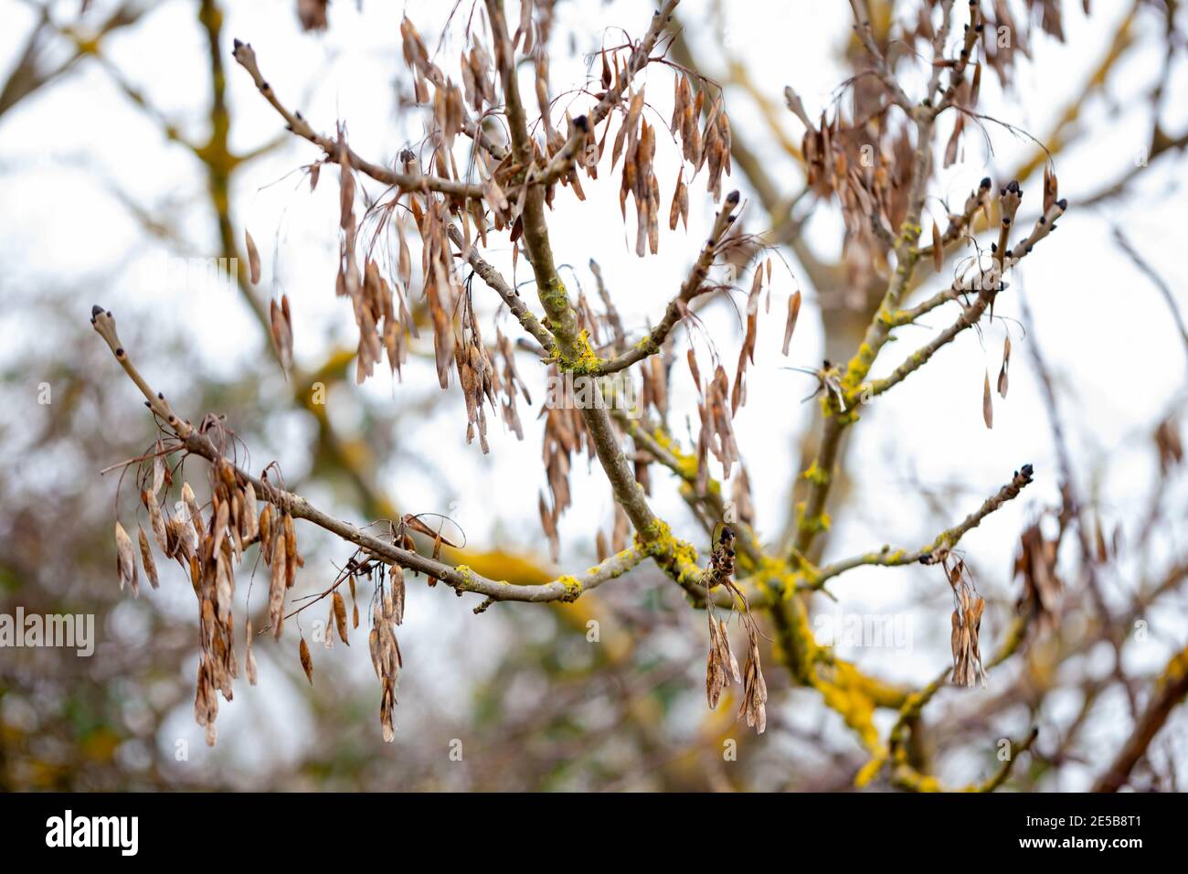 Britiains Woodland Nature Environment Concept - View of an Ash Tree ...