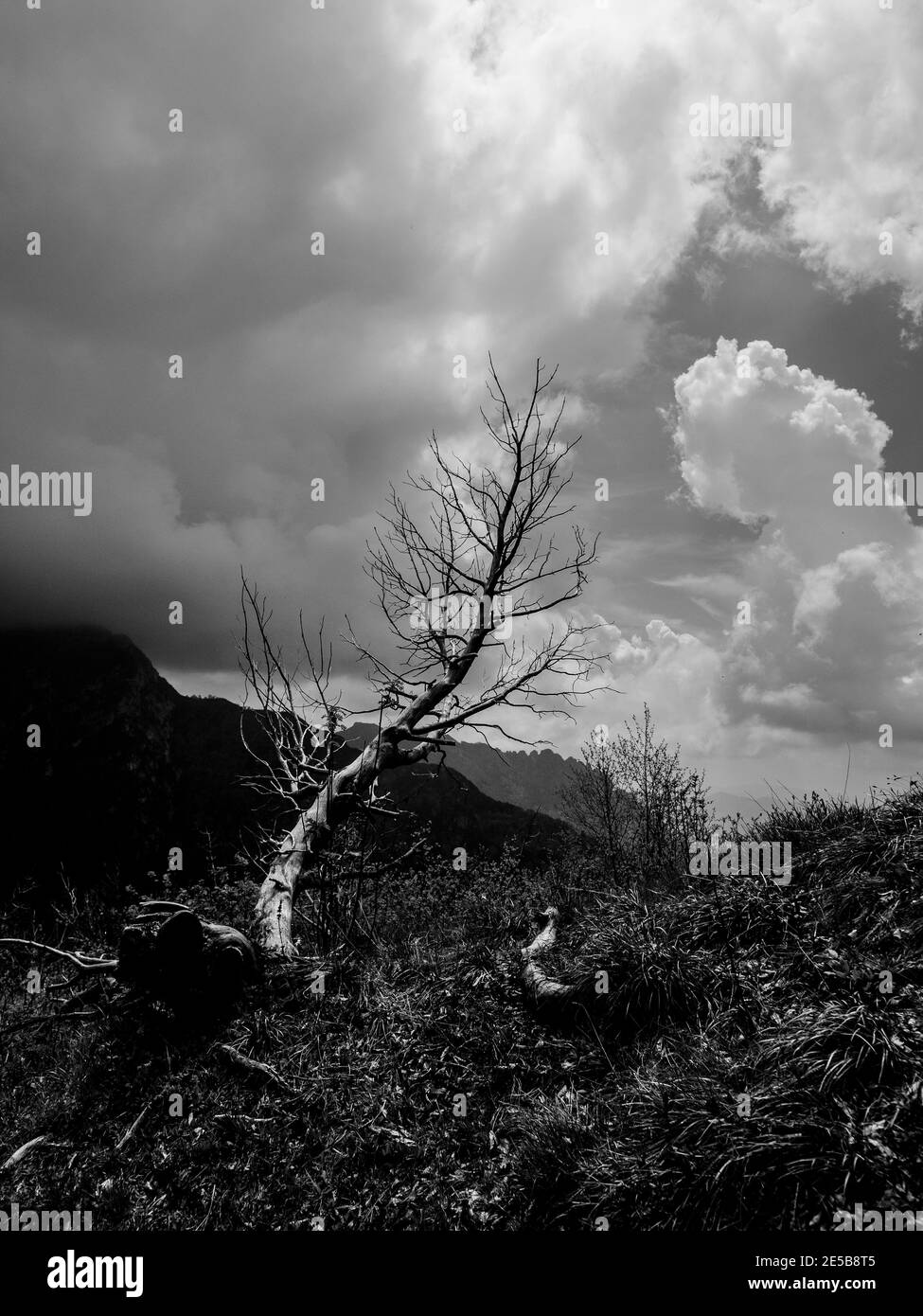 Art tree branches Black and White Stock Photos & Images - Alamy