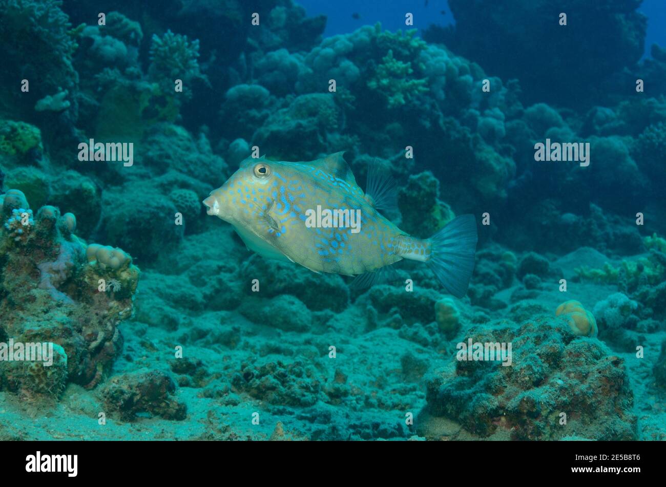 Tetrosomus gibbosus, camel cowfish, thornbacked boxfish, Pyramiden ...