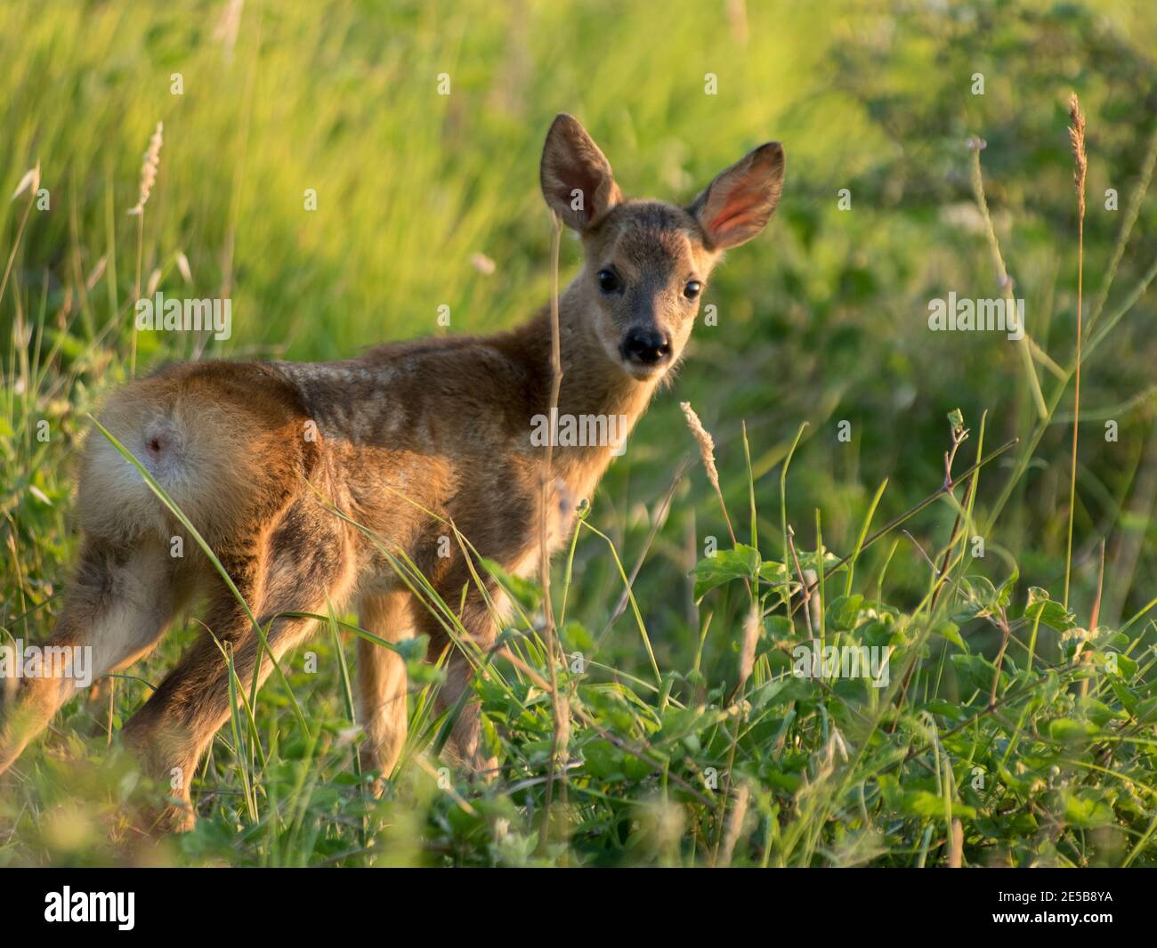 Roe deer cub hi-res stock photography and images - Alamy