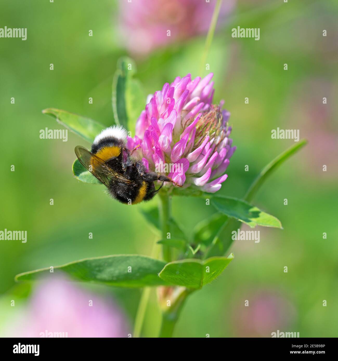 Red clover bee hi-res stock photography and images - Alamy
