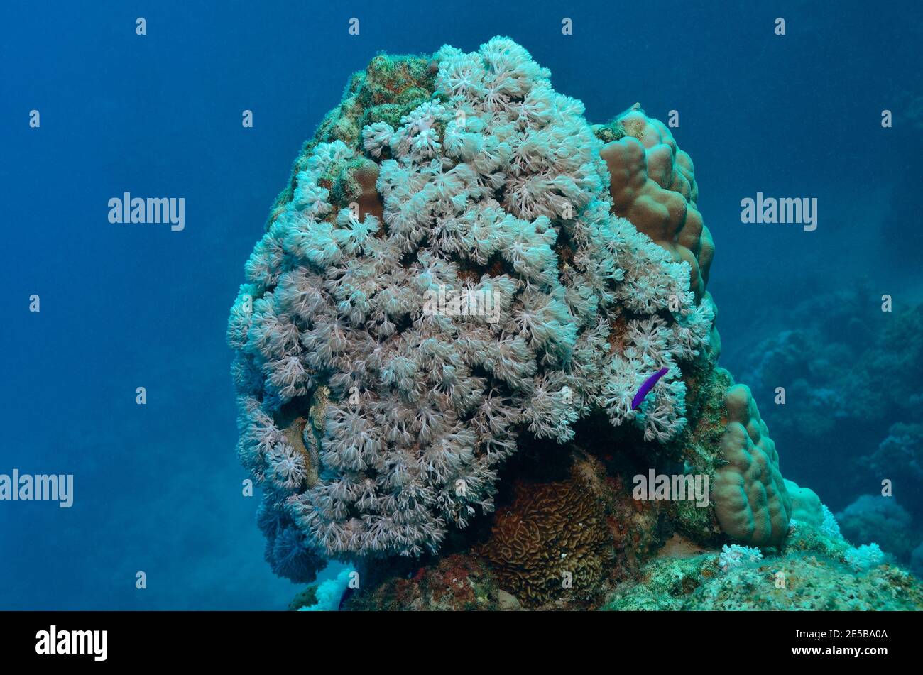 Coraya Beach, Rotes Meer, Ägypten, Red Sea, Egypt Stock Photo - Alamy