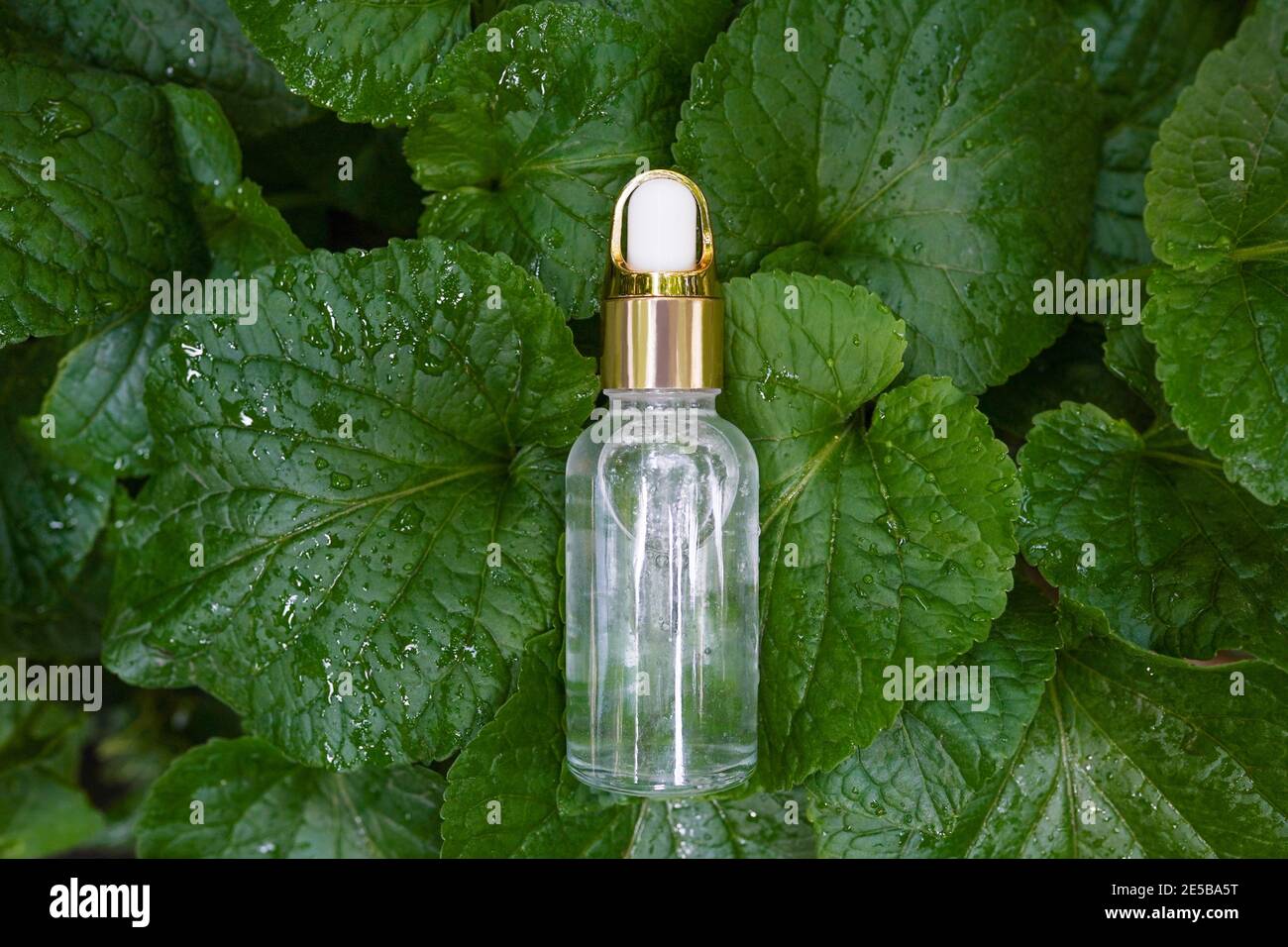 essential oil lying on the green nature leaves Stock Photo - Alamy