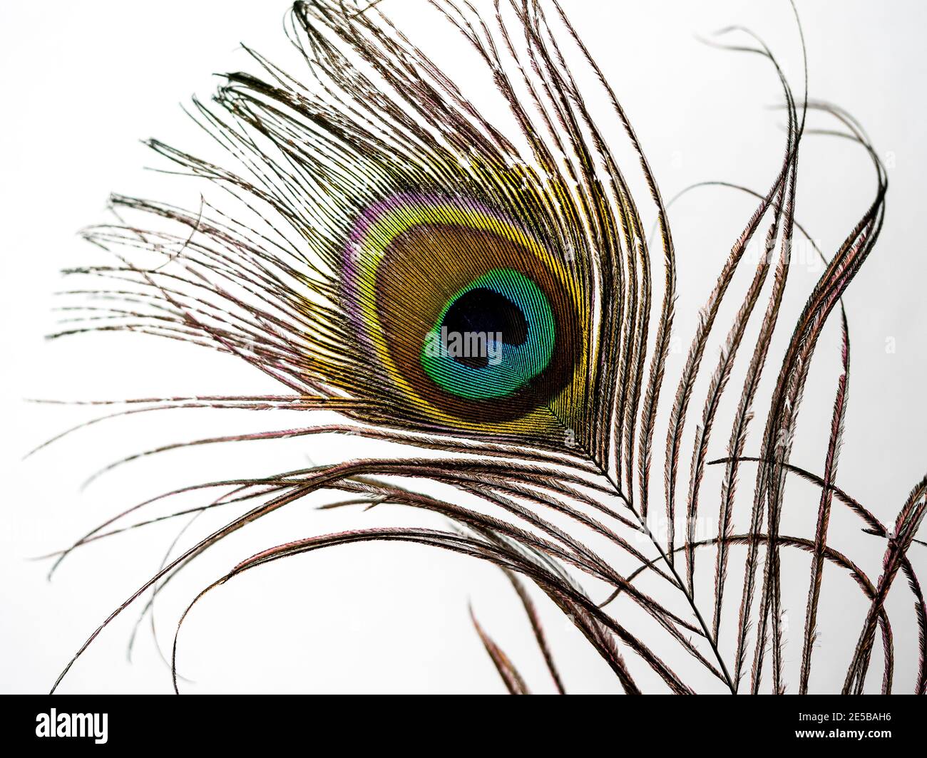 peacock feather close up white bacground Stock Photo - Alamy
