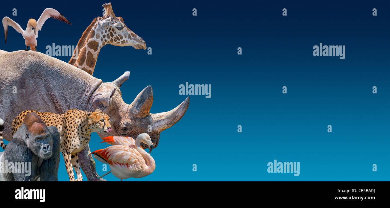 Banner with most vulnerable endangered wildlife animals in Africa ...