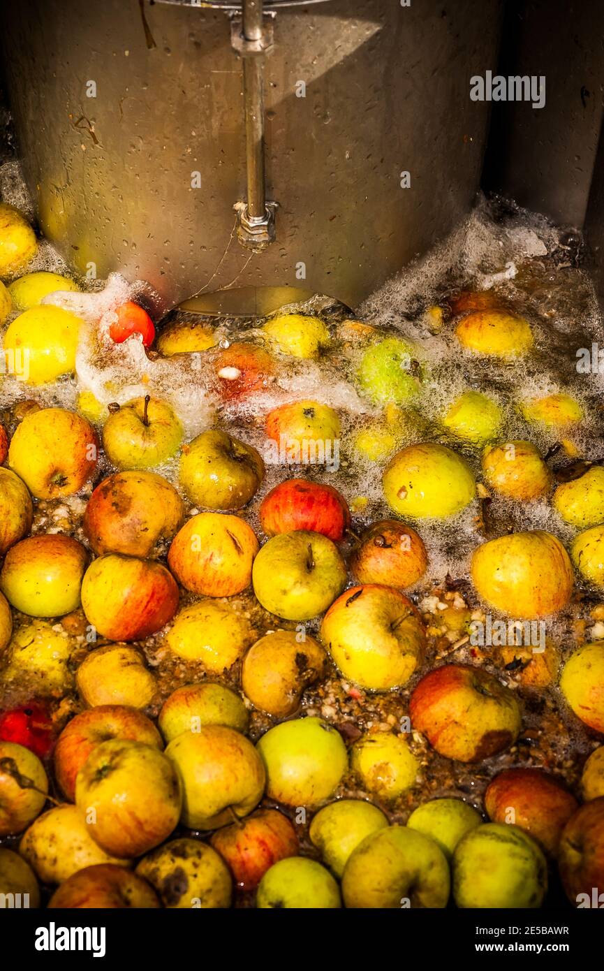 Apples being washed in a vat in preparation for being pressed and ...