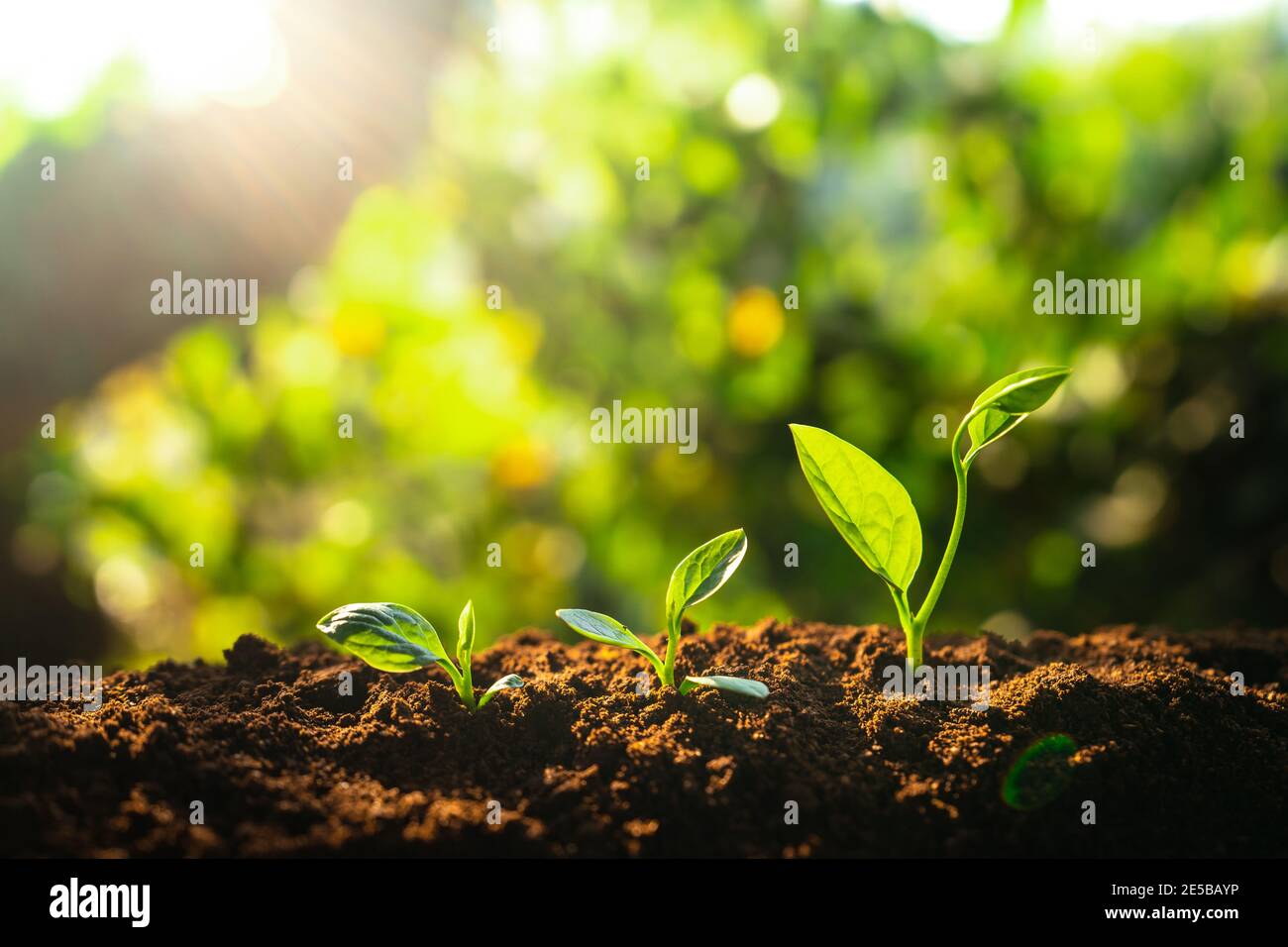 Tree growth-Three saplings are growing on the soil and a natural green ...